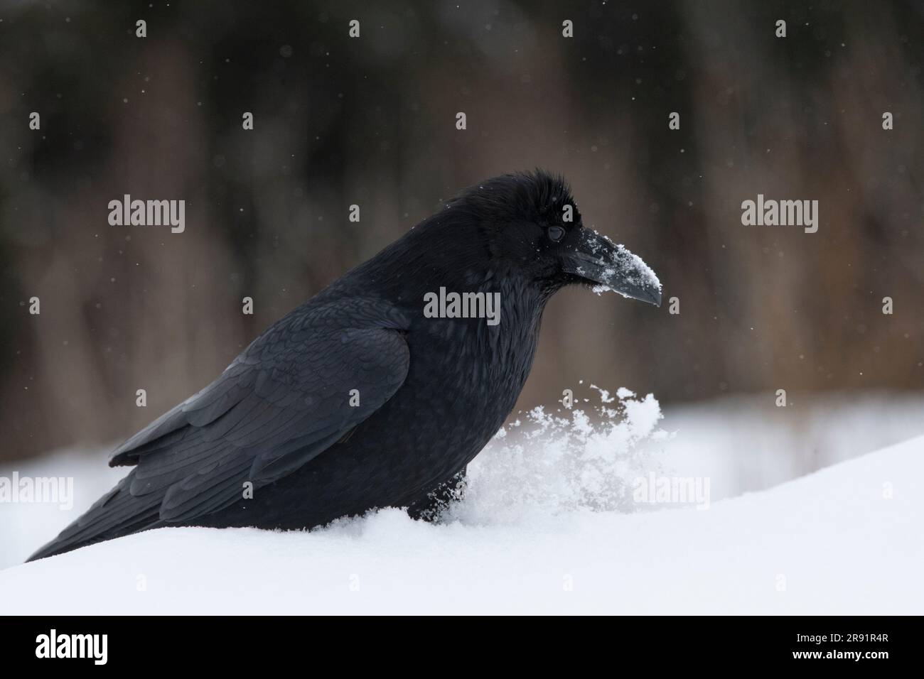 Raven alaska hi-res stock photography and images - Alamy