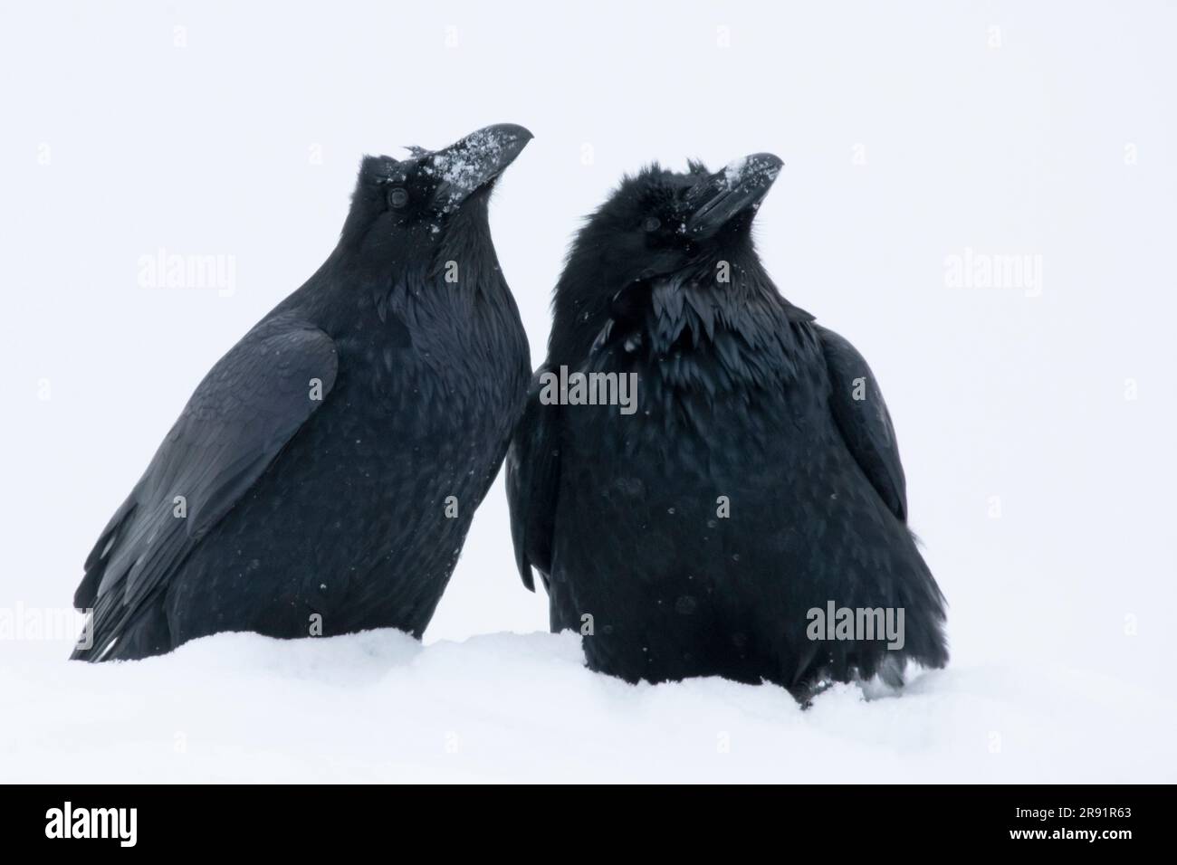Alaska raven hi-res stock photography and images - Alamy