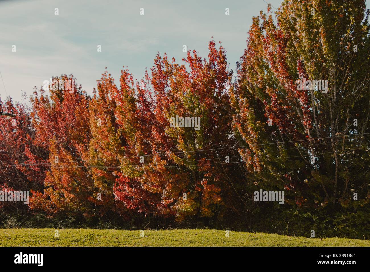 Aligned tree hi-res stock photography and images - Alamy