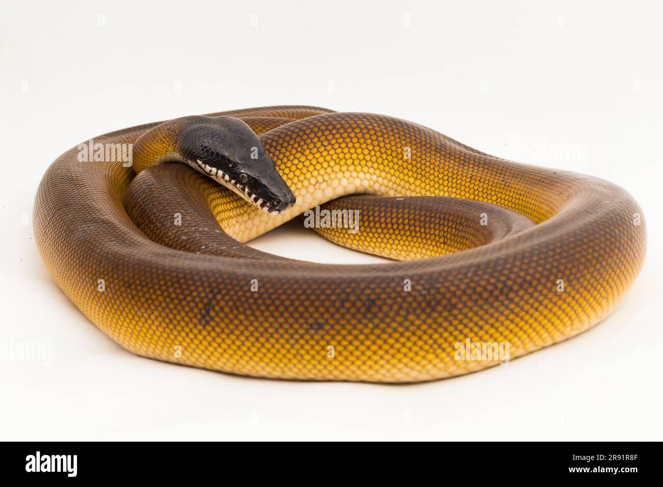 Gold Albertisi, white lipped python snake (Leiopython albertisi ...