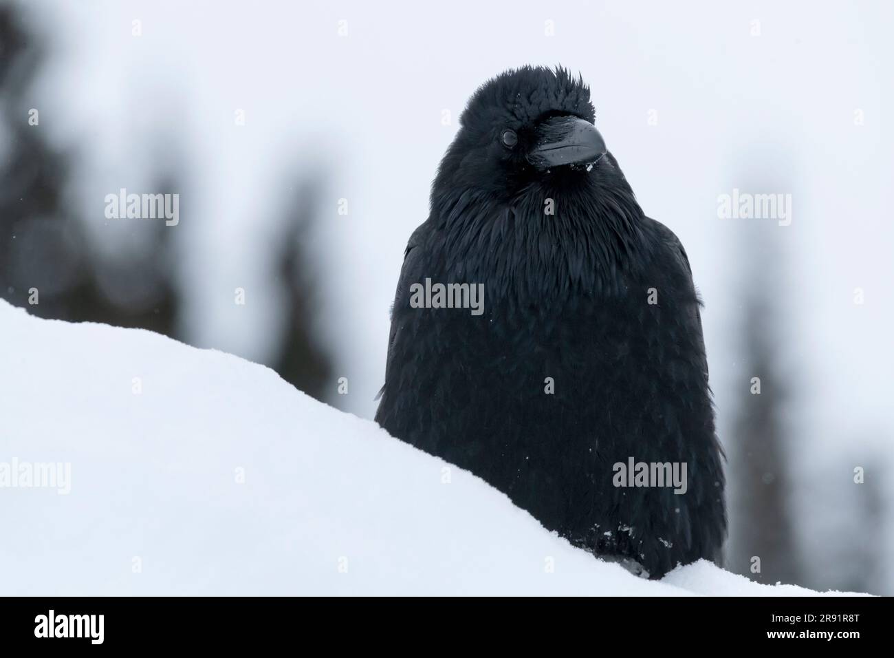 Northern Raven, Alaska, Winter Stock Photo - Alamy
