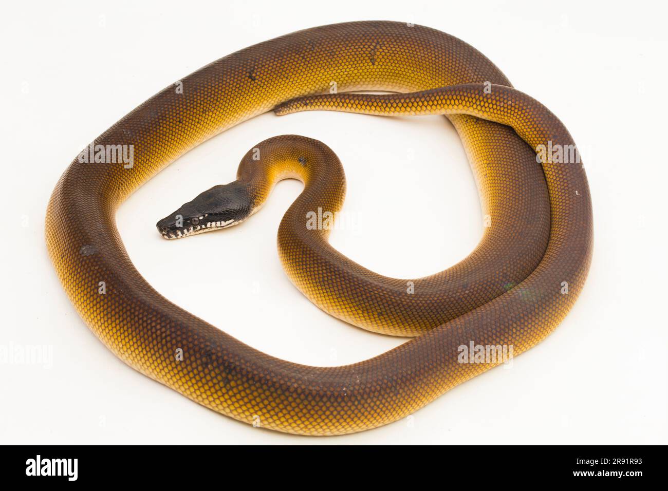 Gold Albertisi, white lipped python snake (Leiopython albertisi ...