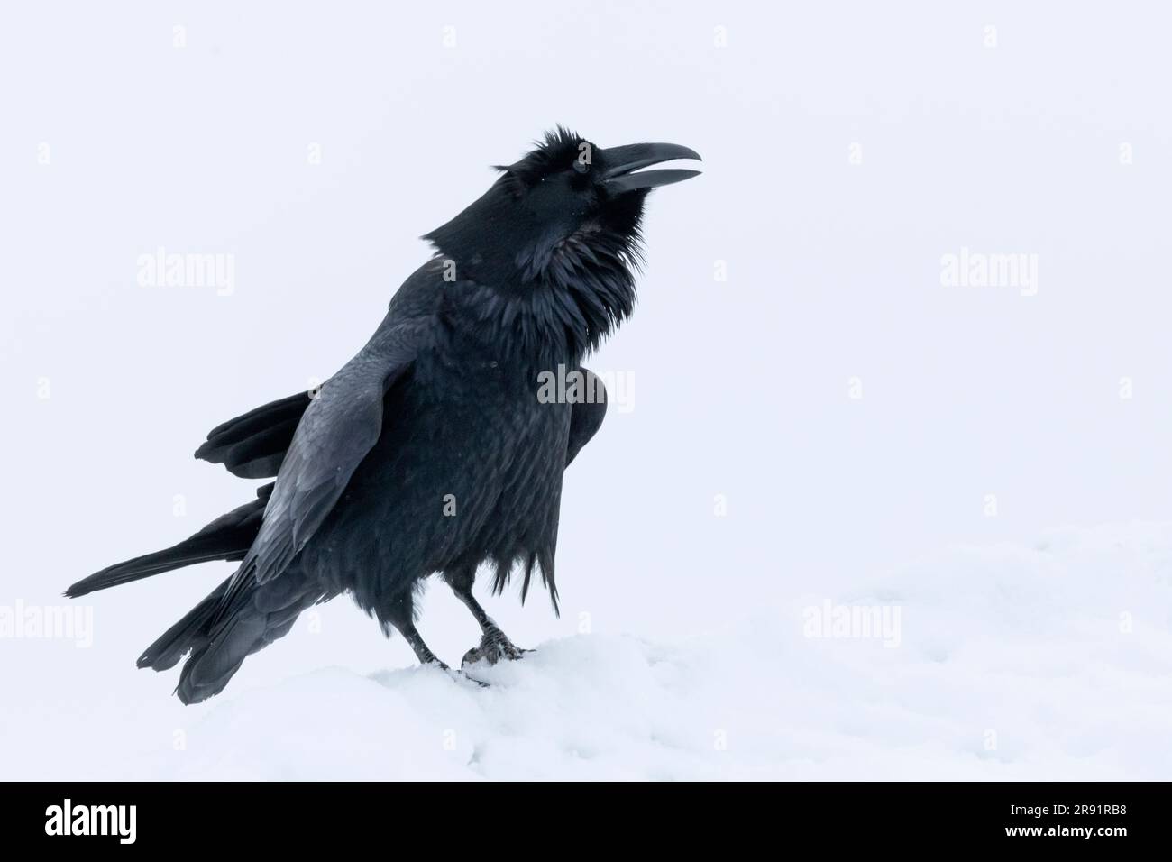 Northern Raven, Alaska, Winter Stock Photo - Alamy