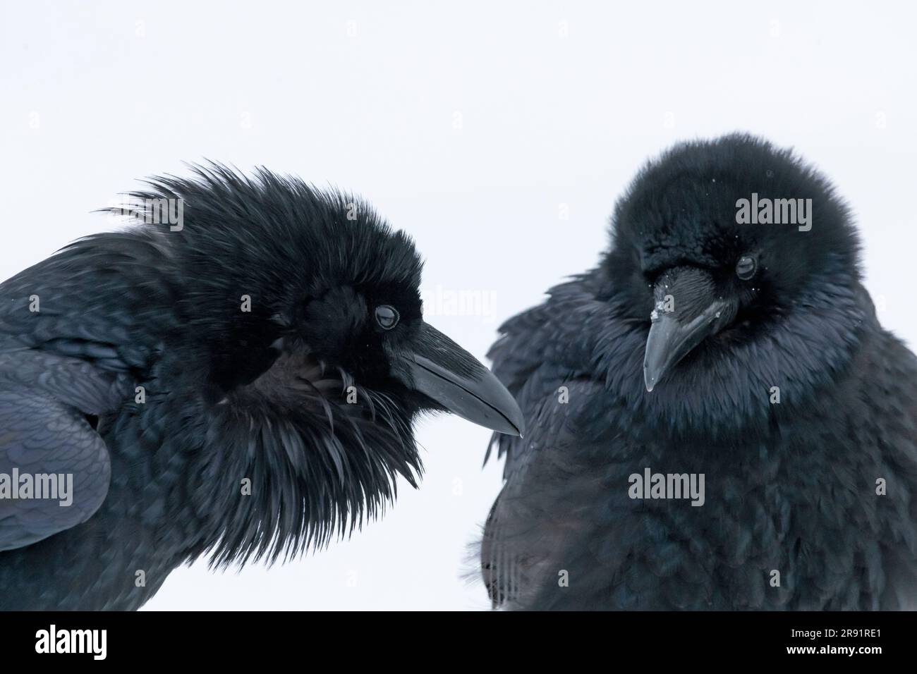 Northern Raven, Alaska, Winter Stock Photo - Alamy