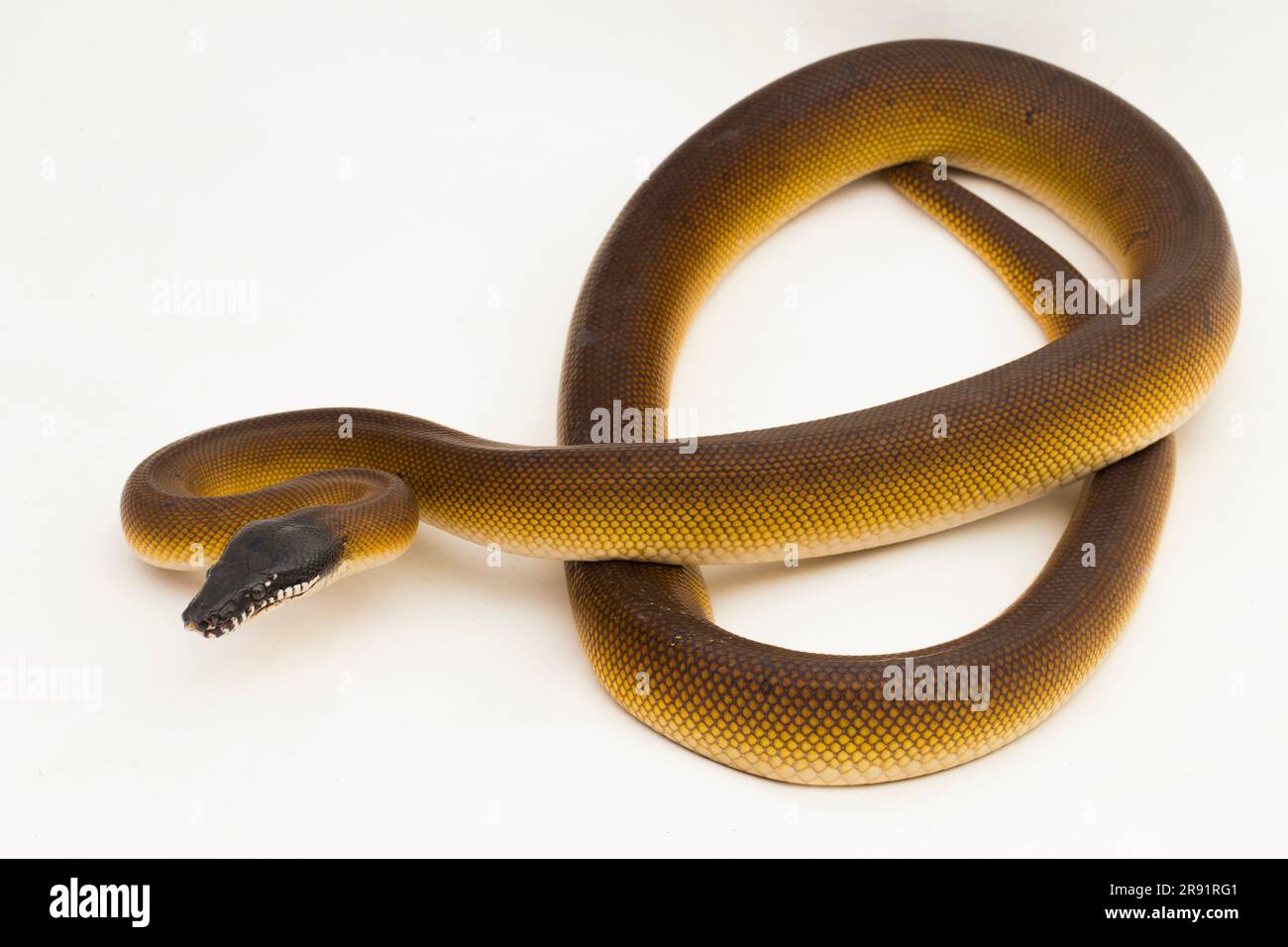 Gold Albertisi, white lipped python snake (Leiopython albertisi ...