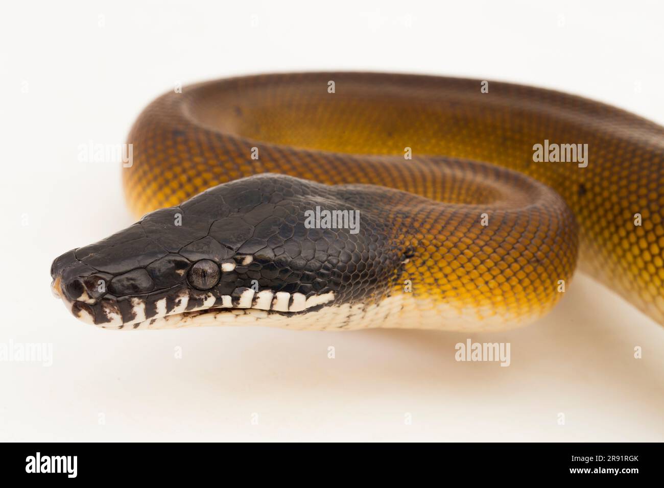 Gold Albertisi, white lipped python snake (Leiopython albertisi ...