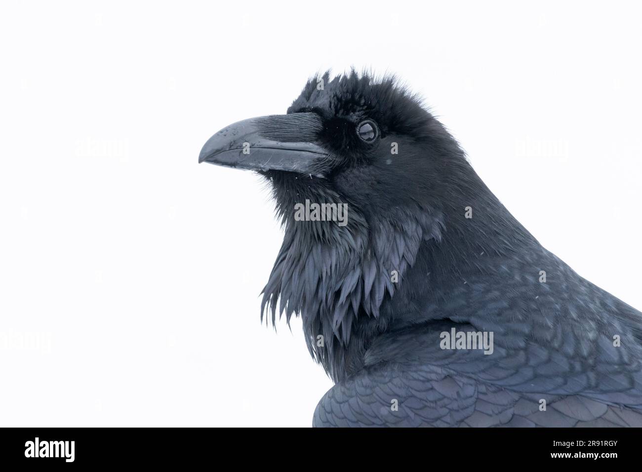 Raven alaska hi-res stock photography and images - Alamy