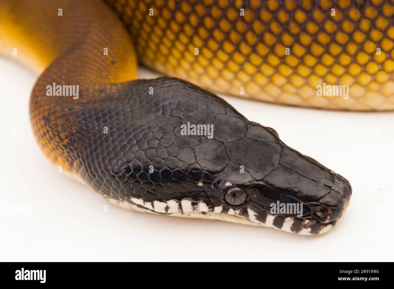 Gold Albertisi, white lipped python snake (Leiopython albertisi ...