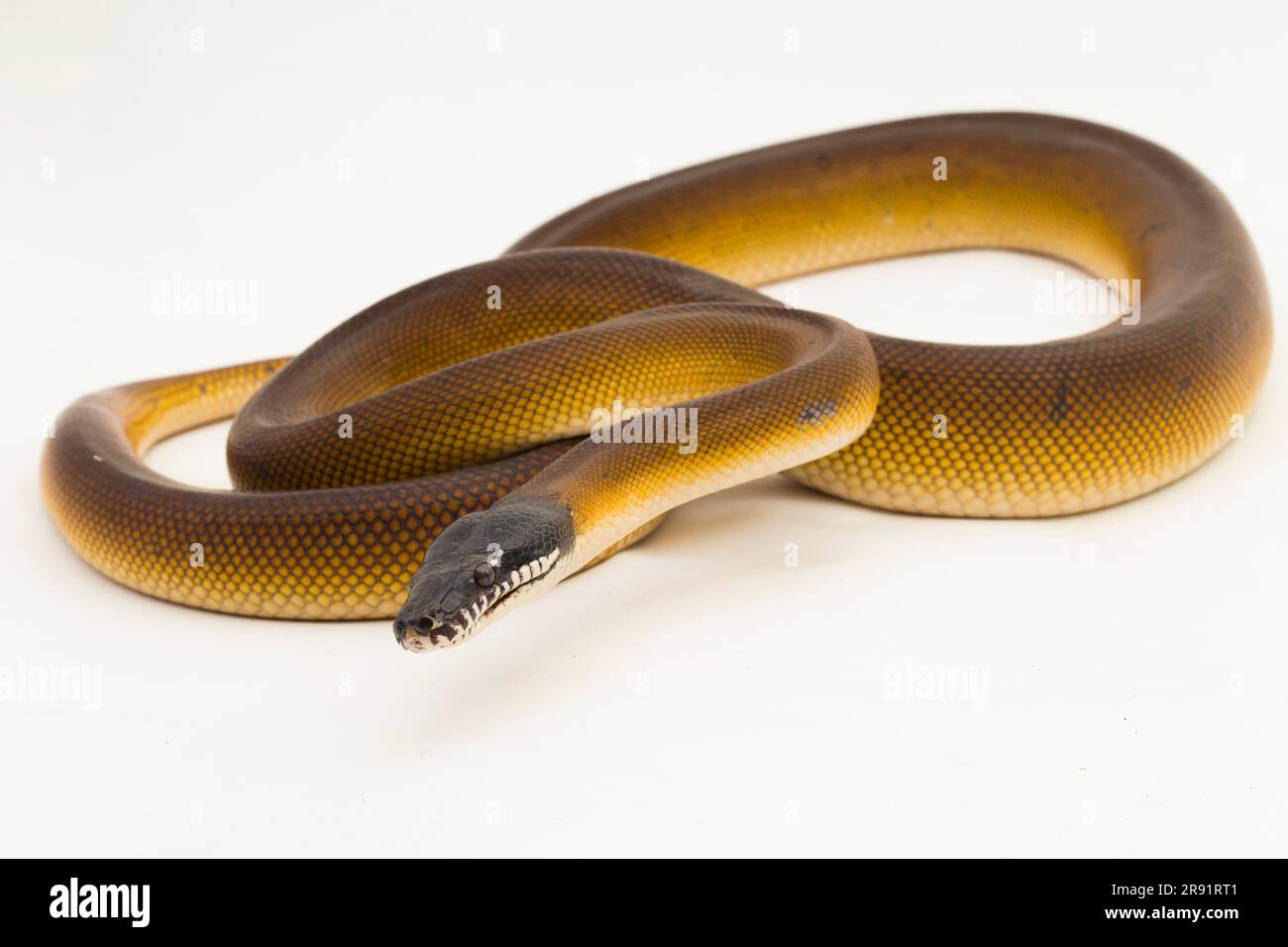 Gold Albertisi, white lipped python snake (Leiopython albertisi ...