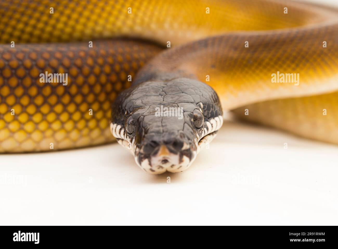 Gold Albertisi, white lipped python snake (Leiopython albertisi ...