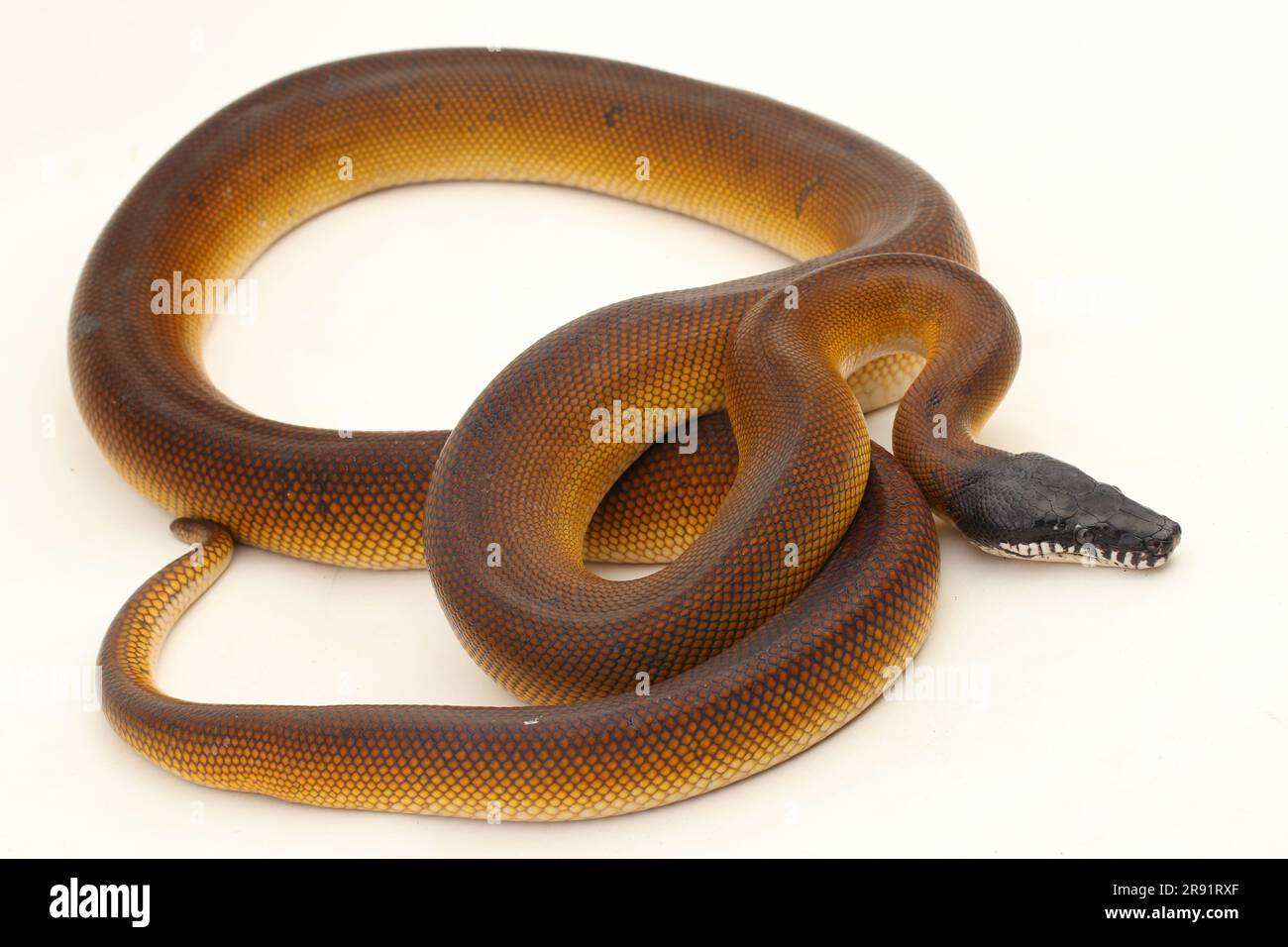 Gold Albertisi, white lipped python snake (Leiopython albertisi ...