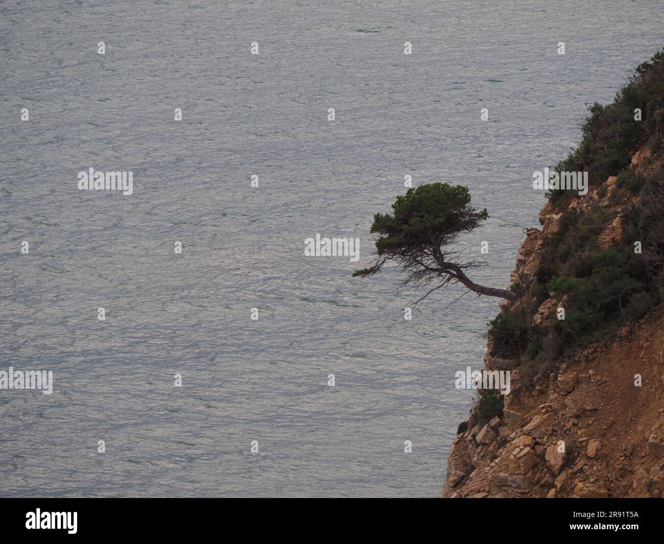 A tree growing on a cliff above the ocean Stock Photo - Alamy