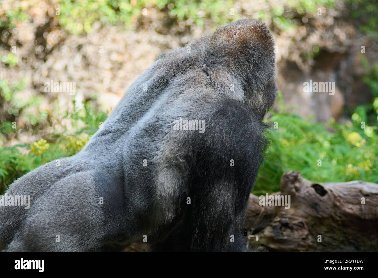 ClosClose-up of a silverback gorilla next to a fallen log. and a ...