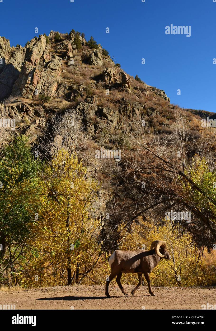 rocky mountain bighorn sheep ram walking along the south platte river ...