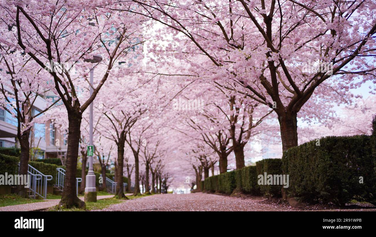 A tree-lined street with cherry blossoms in full bloom Stock Photo - Alamy