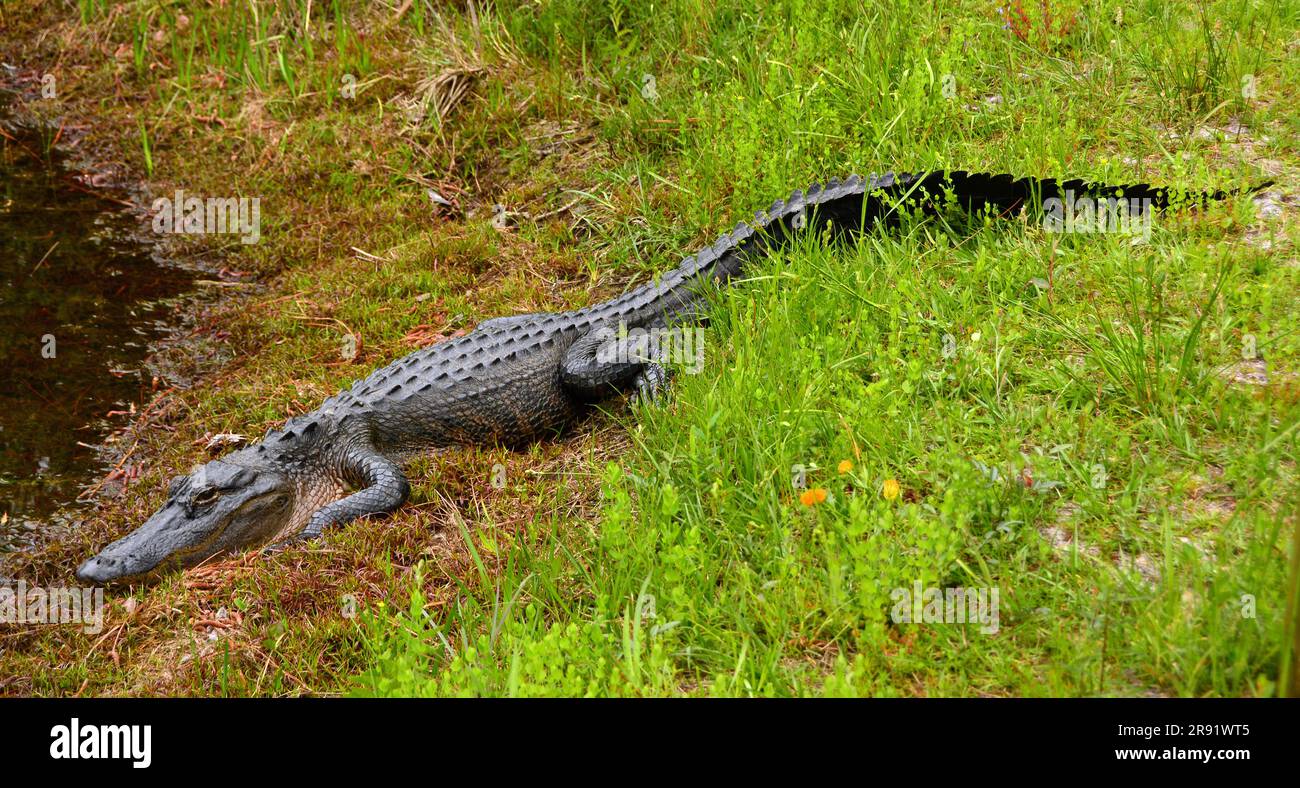 an american alligator lounging in the swamp land of okefenokee national ...