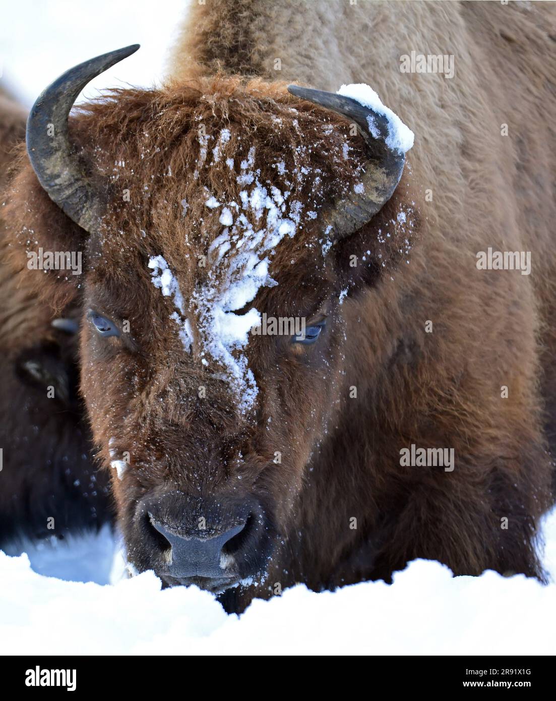 close up of american bison struggling to find food in the harsh winter ...