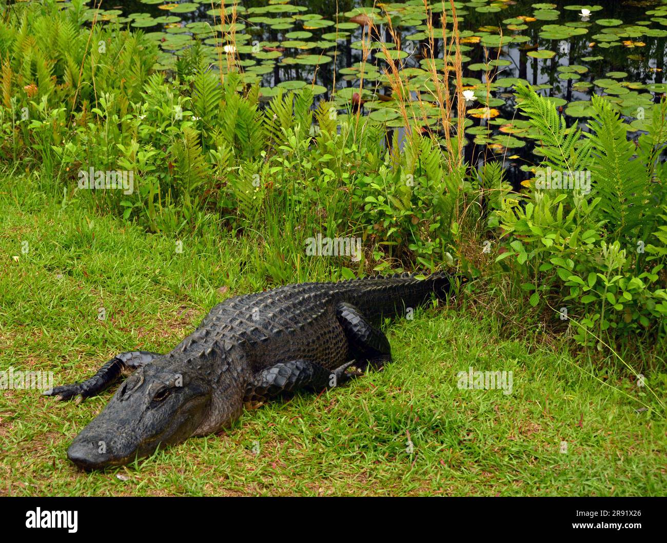 closeup of an american alligator in the lush swampland of okefenokee ...