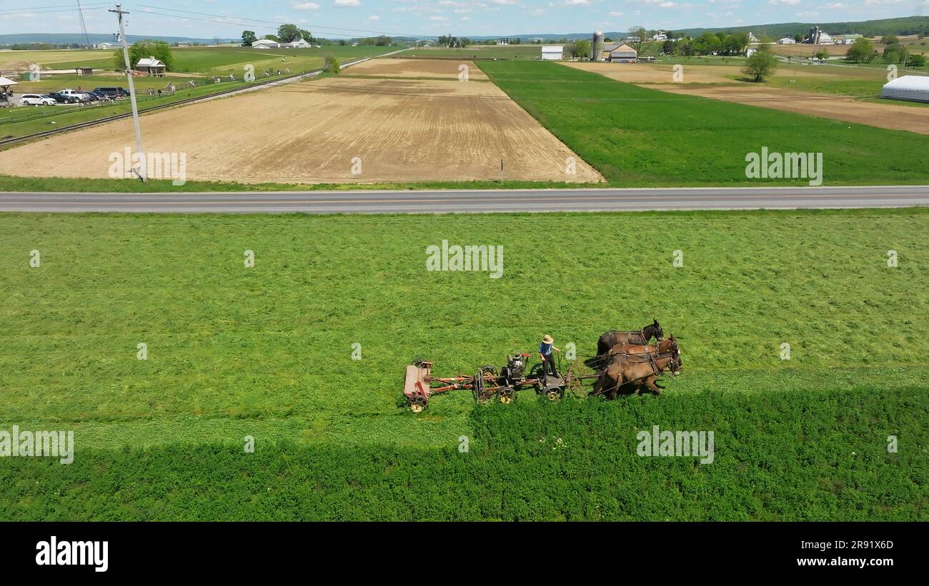 An Aerial View of an Amish Farmer Cutting Mowing Crops Using Four ...