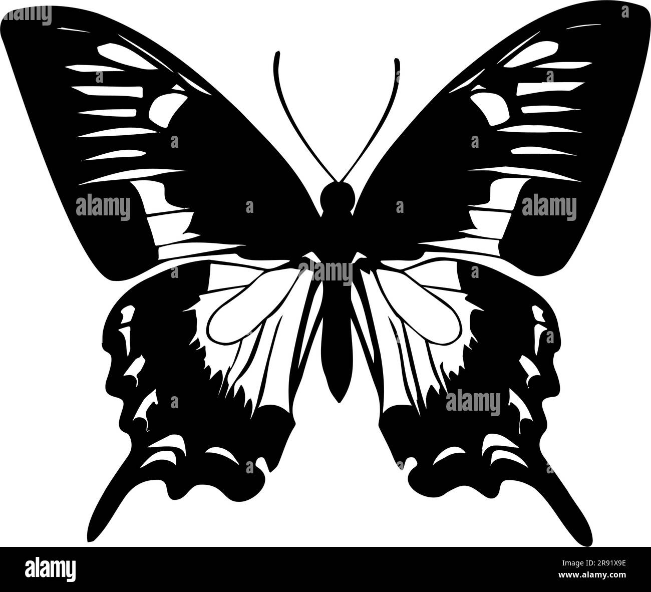 Real Butterfly Silhouette isolated on white background. Vector ...