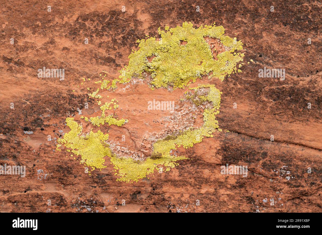 Lichens crustose lichens on sandstone hi-res stock photography and ...