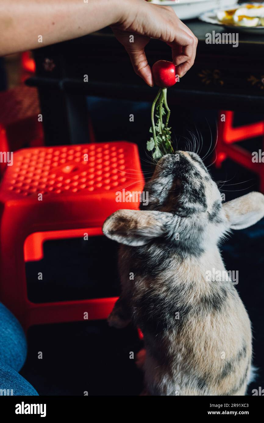 hand feeding a radish to a pet bunny Stock Photo - Alamy