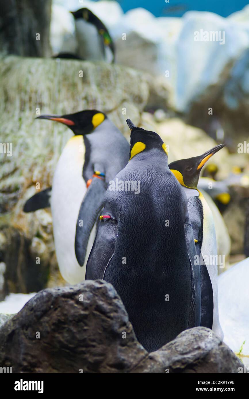 King penguins in different poses with another one in the background out ...