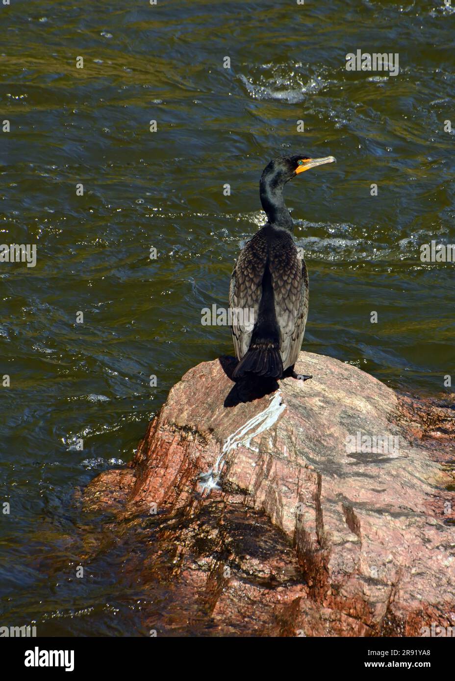 double-crested cormorant with azure eyes, standing on a pink granite ...