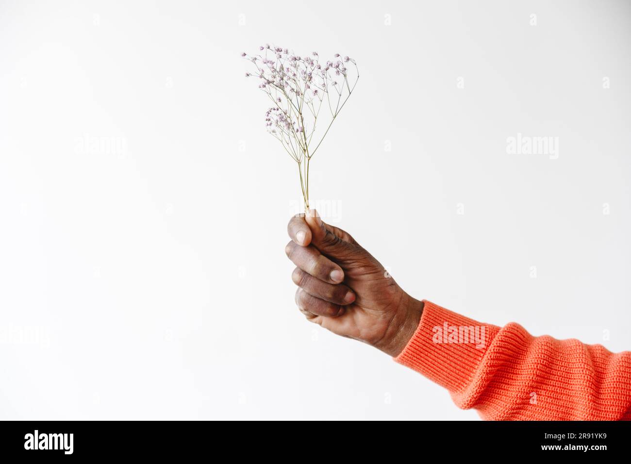 Hand of man holding flower against white background Stock Photo - Alamy