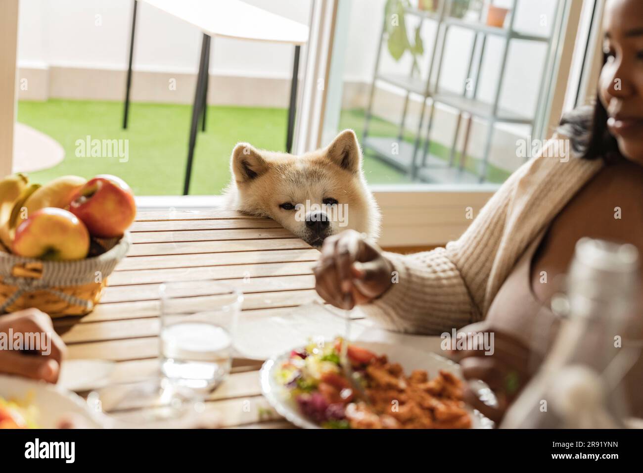 Dining table home animal pet hi-res stock photography and images - Alamy