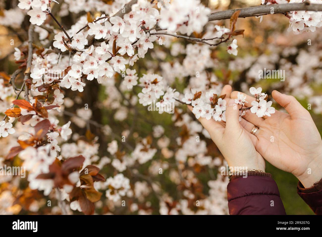 Hands of woman touching flowers on branch at park Stock Photo - Alamy