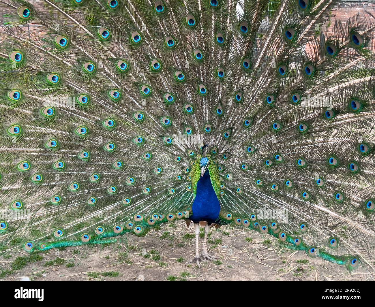 Plumage pattern hi-res stock photography and images - Alamy