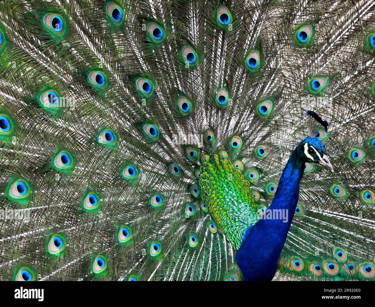 Peacock side profile hi-res stock photography and images - Alamy