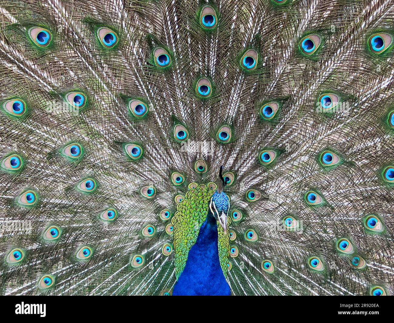 Closeup of peacock hi-res stock photography and images - Alamy