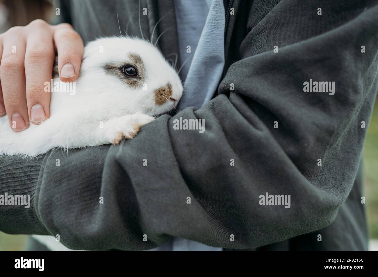 Man carrying cute white rabbit Stock Photo - Alamy