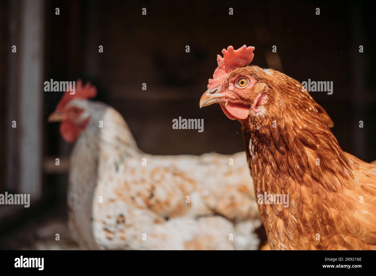 Chickens in farm at sunny day Stock Photo - Alamy