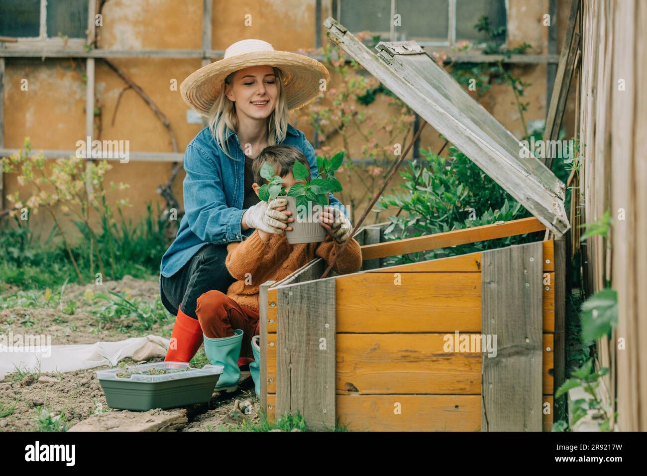 Mother and son planting vegetable seedling in cold frame at garden ...