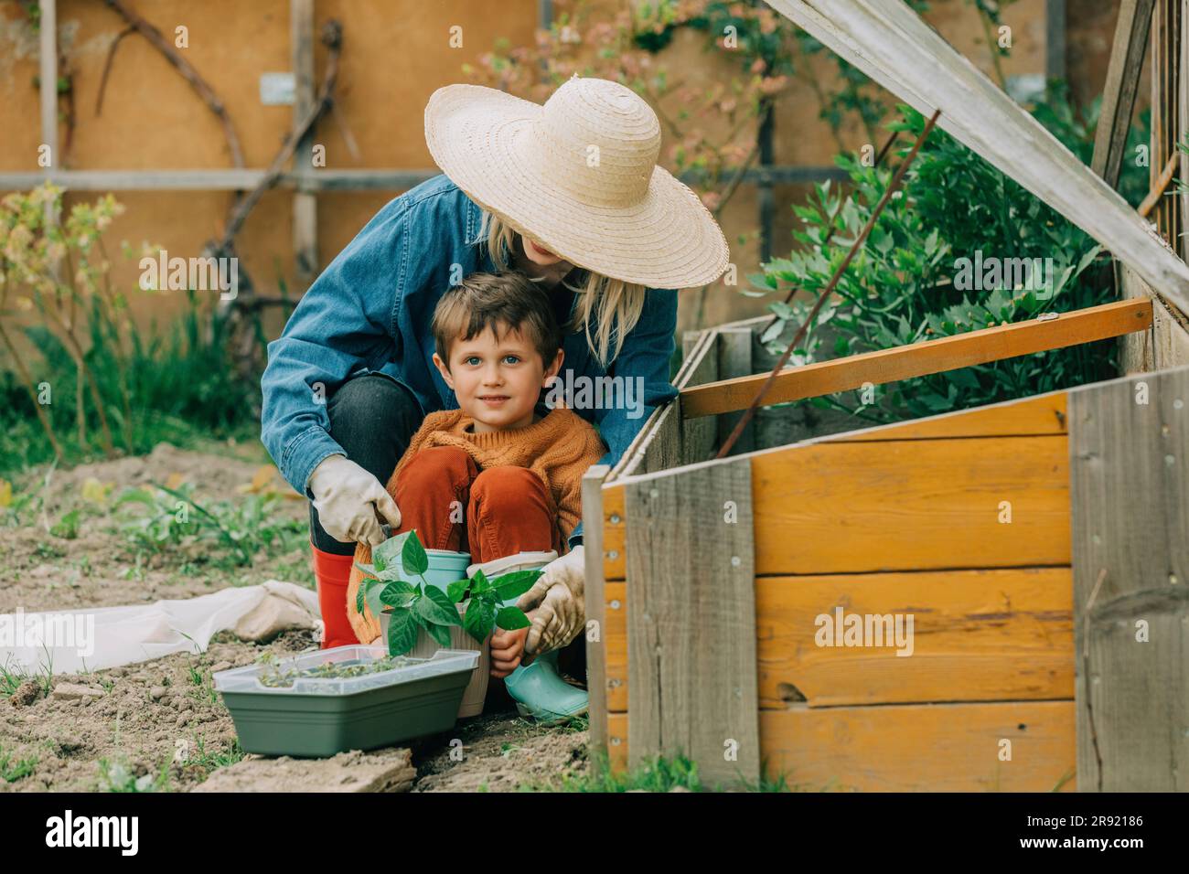 Mother with son planting vegetable seedling in cold frame at garden ...