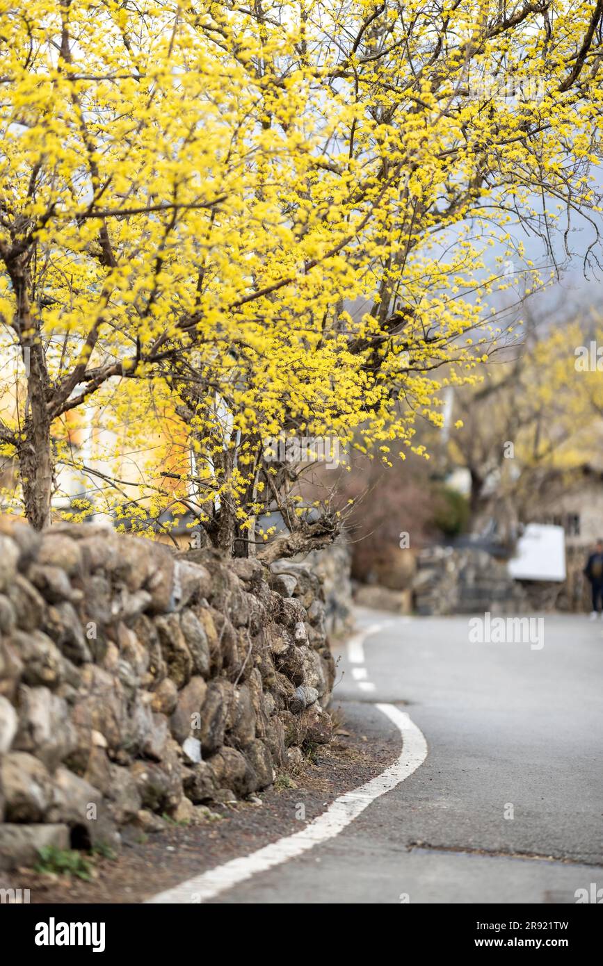 The flowering yellow trees in Gurye Sansuyu Village, South Korea Stock ...