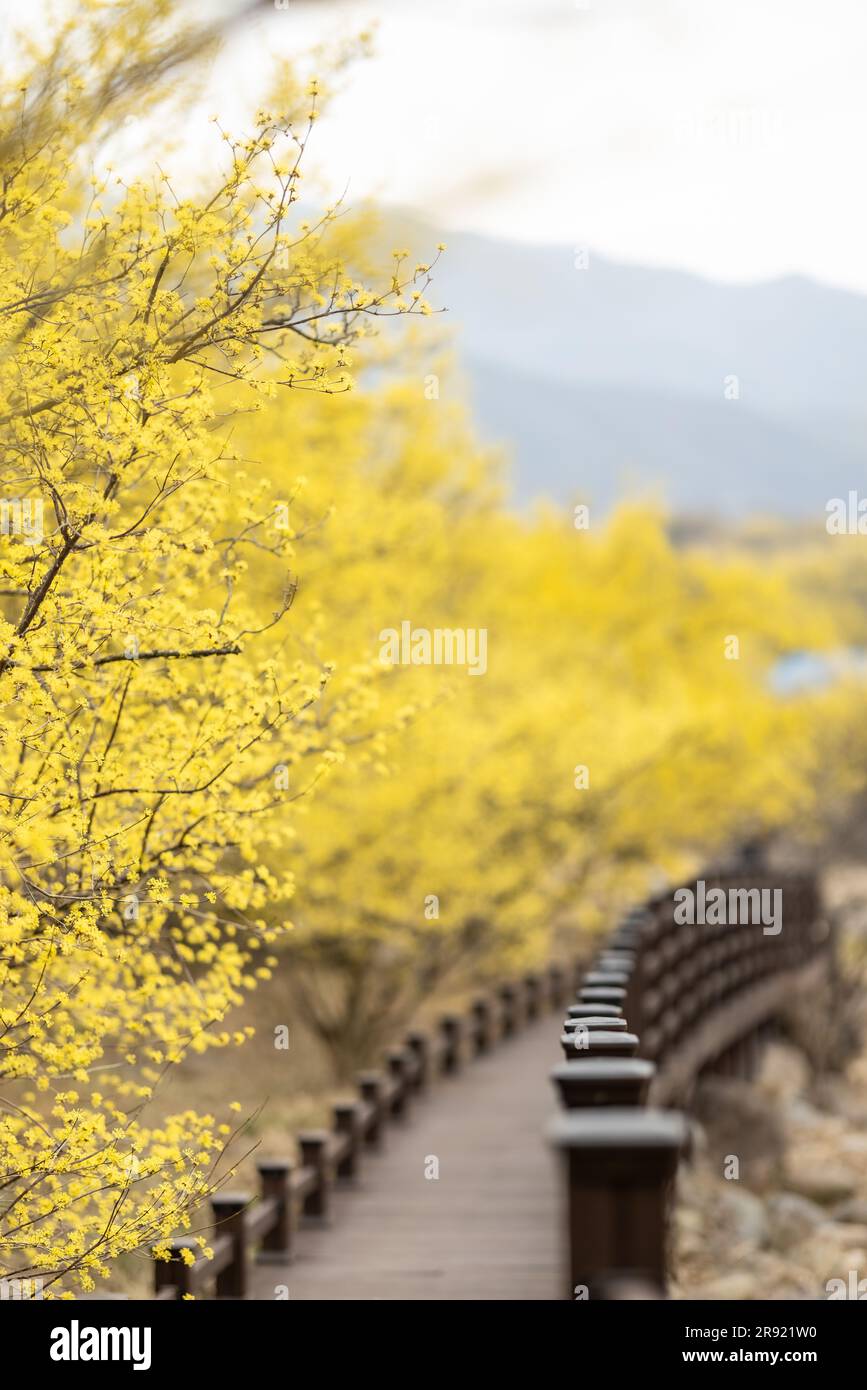 The flowering yellow trees in Gurye Sansuyu Village, South Korea Stock ...