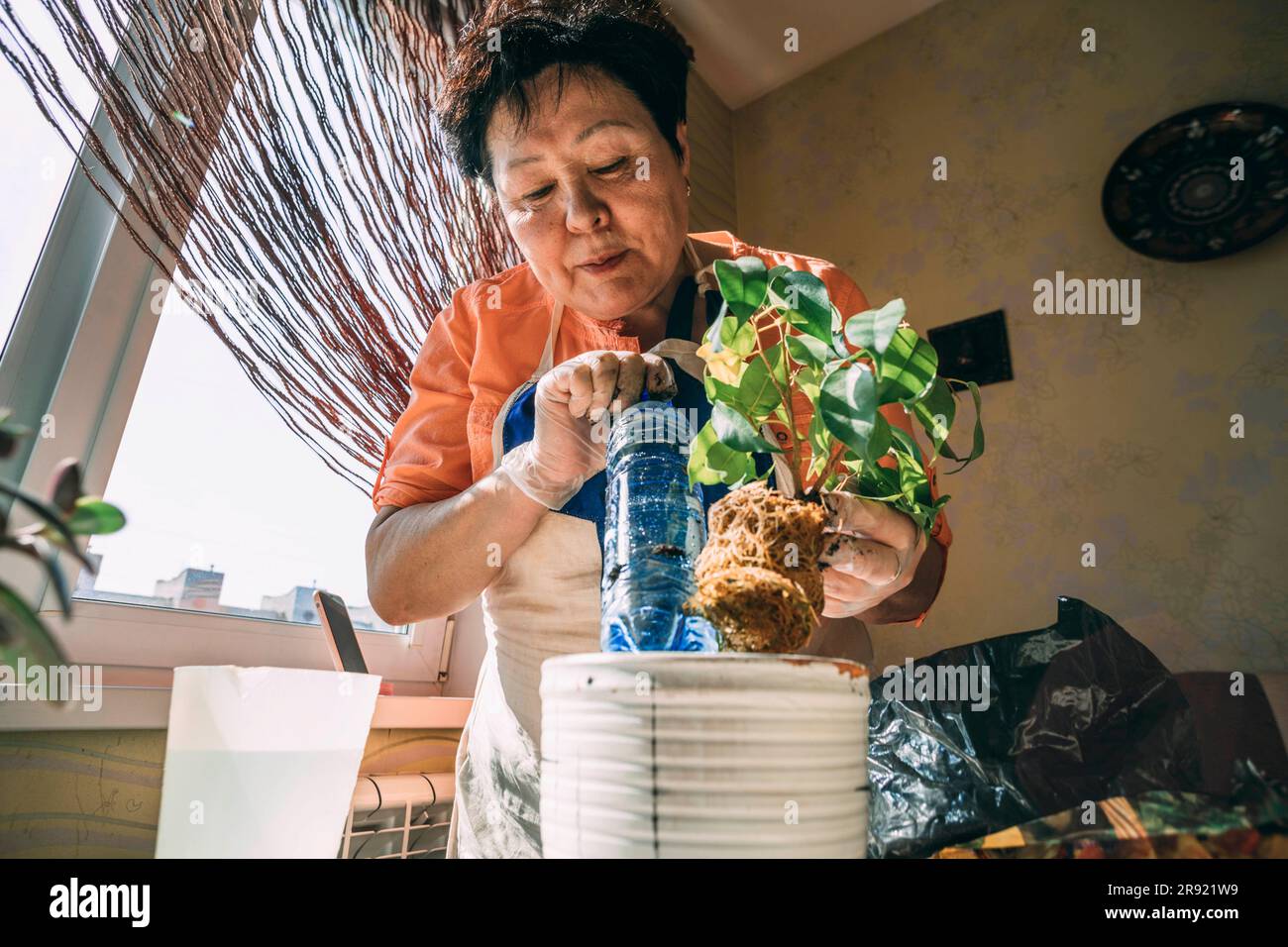 Senior woman planting sapling by window at home Stock Photo - Alamy