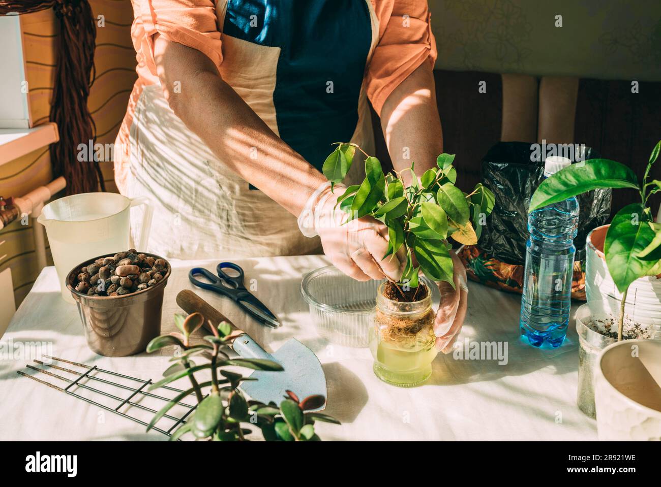 Senior planting table hi-res stock photography and images - Alamy