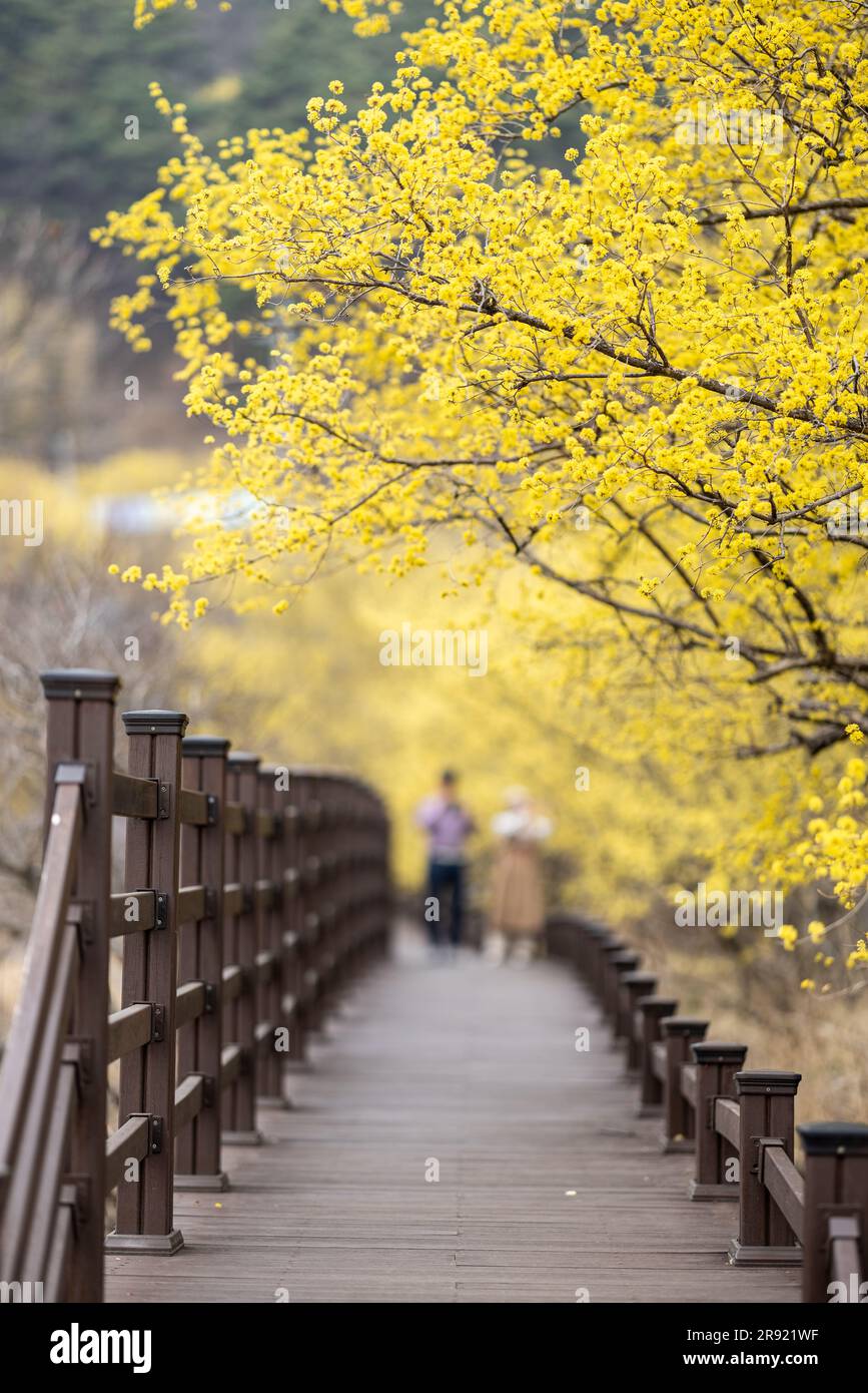 The flowering yellow trees in Gurye Sansuyu Village, South Korea Stock ...