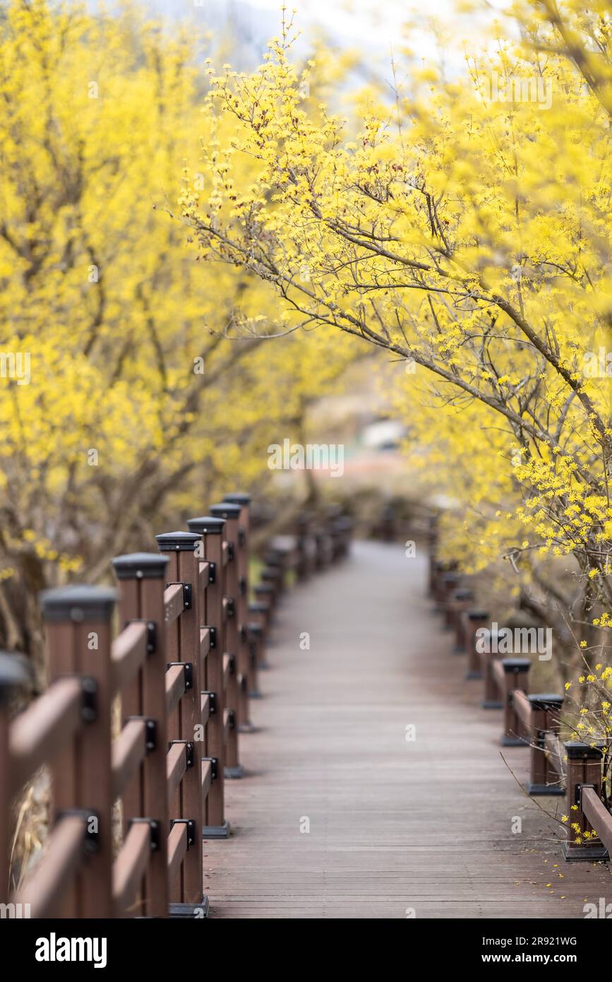 The flowering yellow trees in Gurye Sansuyu Village, South Korea Stock ...