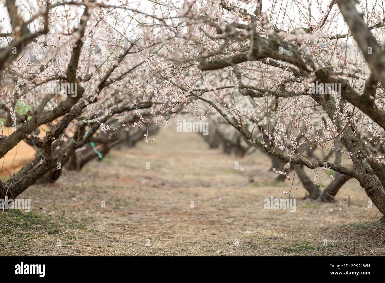 The flowering plum trees in the garden Stock Photo - Alamy