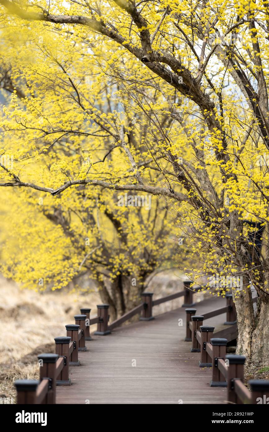 The flowering yellow trees in Gurye Sansuyu Village, South Korea Stock ...