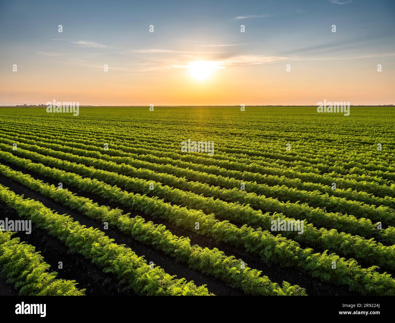 Carrot field hi-res stock photography and images - Alamy