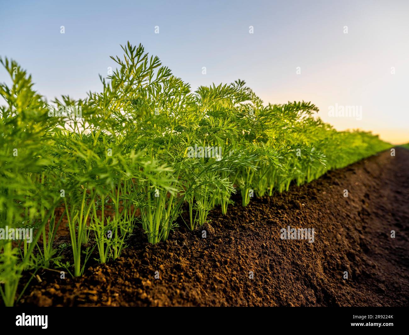 Carrot soil hi-res stock photography and images - Alamy
