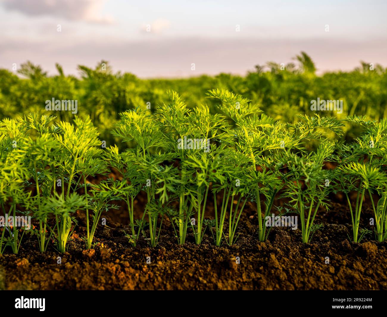 Carrot soil hi-res stock photography and images - Alamy