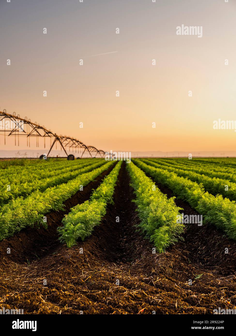 Carrot field with sprinklers at sunset Stock Photo - Alamy